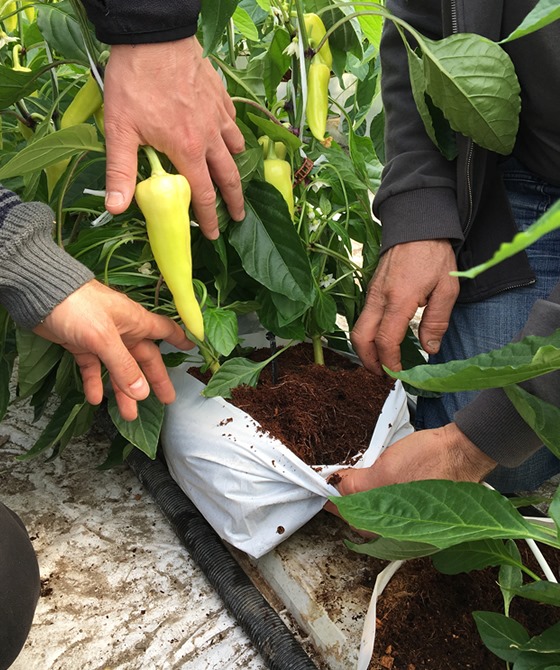 Coco Grow Bags - Blog